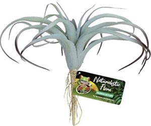 zoo med tillandsia air plant