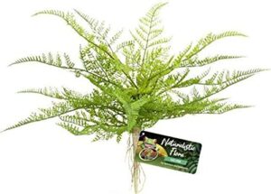 zoo med lace fern