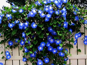 blue morning glory climbing vine | 100 seeds to plant | beautiful flowering vine