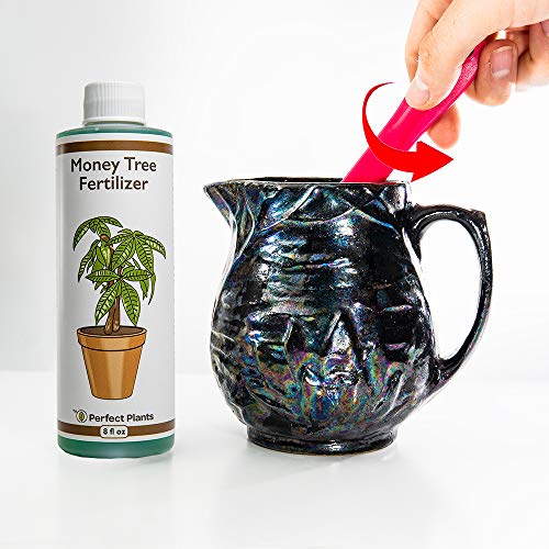 Perfect Plants Liquid Money Tree Fertilizer | 8oz. of Premium Concentrated Indoor and Outdoor Pachira Aquatica Fertilizer | Use with Containerized Houseplant Money Trees