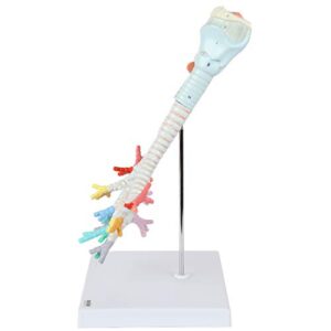 Axis Scientific Larynx, Trachea, and Bronchi Model