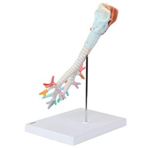 Axis Scientific Larynx, Trachea, and Bronchi Model