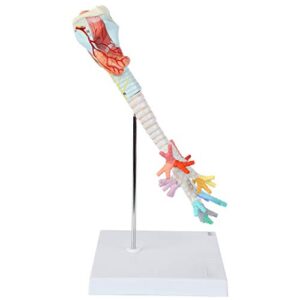 Axis Scientific Larynx, Trachea, and Bronchi Model