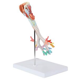 Axis Scientific Larynx, Trachea, and Bronchi Model