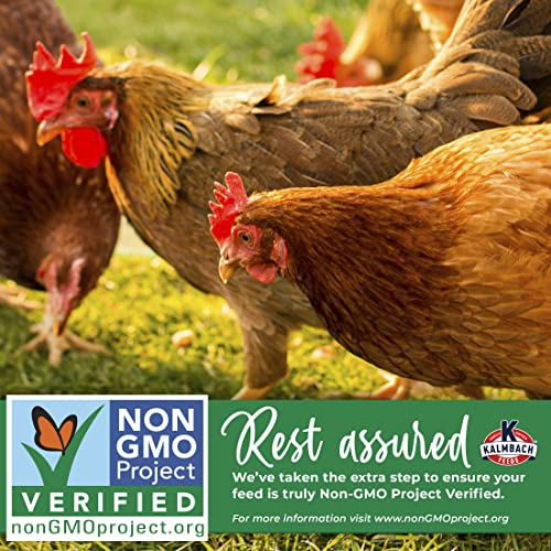 Kalmbach Feeds Soy Free Non-GMO 5 Grain Premium Scratch Grain Treat for Chickens, 50 lb