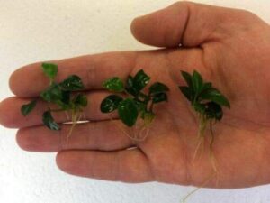 anubias nana petite anubias plants live aquarium plants - buy 2 get 1