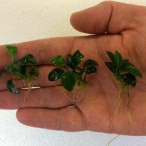 Anubias Nana Petite Anubias Plants Live Aquarium Plants - Buy 2 Get 1