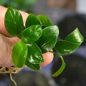 Anubias Nana Petite Anubias Plants Live Aquarium Plants - Buy 2 Get 1