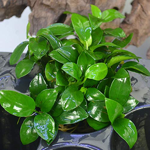 Anubias Nana Petite Anubias Plants Live Aquarium Plants - Buy 2 Get 1