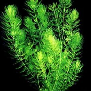 Hornwort Ceratophyllum Live Aquarium Plant Planted Tank Beginner - Buy 2 Get 1