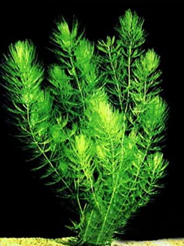 Hornwort Ceratophyllum Live Aquarium Plant Planted Tank Beginner - Buy 2 Get 1