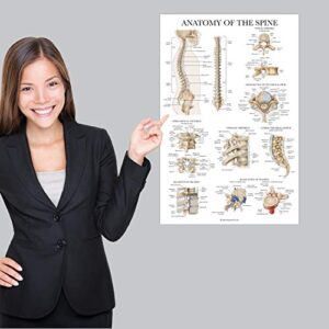 Palace Learning Anatomy of the Spine Poster - Laminated Spinal Anatomical Chart - 18" x 24"