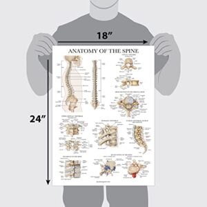 Palace Learning Anatomy of the Spine Poster - Laminated Spinal Anatomical Chart - 18" x 24"