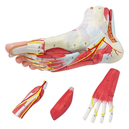 Generies Natural Large Foot Anatomical Model 9 Parts with 81 Digital Signs and Corresponding Text Descriptions,Icluding Bones, Muscles, Ligaments, Nerves, and Blood Vessels of The Human Foot