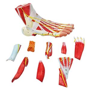 Generies Natural Large Foot Anatomical Model 9 Parts with 81 Digital Signs and Corresponding Text Descriptions,Icluding Bones, Muscles, Ligaments, Nerves, and Blood Vessels of The Human Foot