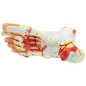 Generies Natural Large Foot Anatomical Model 9 Parts with 81 Digital Signs and Corresponding Text Descriptions,Icluding Bones, Muscles, Ligaments, Nerves, and Blood Vessels of The Human Foot