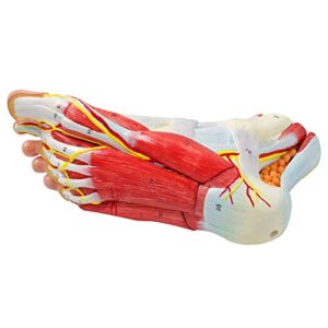 Generies Natural Large Foot Anatomical Model 9 Parts with 81 Digital Signs and Corresponding Text Descriptions,Icluding Bones, Muscles, Ligaments, Nerves, and Blood Vessels of The Human Foot