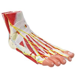 Generies Natural Large Foot Anatomical Model 9 Parts with 81 Digital Signs and Corresponding Text Descriptions,Icluding Bones, Muscles, Ligaments, Nerves, and Blood Vessels of The Human Foot