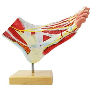 Generies Natural Large Foot Anatomical Model 9 Parts with 81 Digital Signs and Corresponding Text Descriptions,Icluding Bones, Muscles, Ligaments, Nerves, and Blood Vessels of The Human Foot