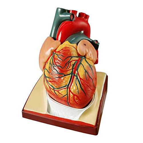 2023 Newest Design Life Size Human Heart Model,2-Parts 1:1 Anatomical Heart Model On Diaphragm and Pericardium Base,34 Anatomical Structures Teaching Science Models for Classroom and Cardiology Study