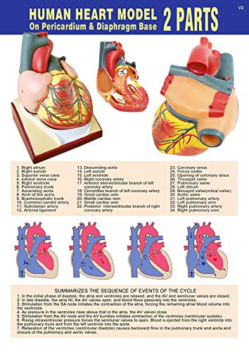 2023 Newest Design Life Size Human Heart Model,2-Parts 1:1 Anatomical Heart Model On Diaphragm and Pericardium Base,34 Anatomical Structures Teaching Science Models for Classroom and Cardiology Study