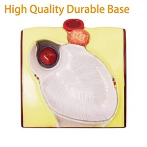 2023 Newest Design Life Size Human Heart Model,2-Parts 1:1 Anatomical Heart Model On Diaphragm and Pericardium Base,34 Anatomical Structures Teaching Science Models for Classroom and Cardiology Study