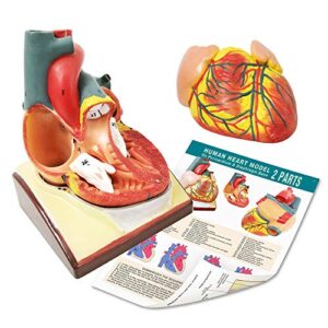 2023 Newest Design Life Size Human Heart Model,2-Parts 1:1 Anatomical Heart Model On Diaphragm and Pericardium Base,34 Anatomical Structures Teaching Science Models for Classroom and Cardiology Study