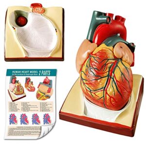 2023 Newest Design Life Size Human Heart Model,2-Parts 1:1 Anatomical Heart Model On Diaphragm and Pericardium Base,34 Anatomical Structures Teaching Science Models for Classroom and Cardiology Study