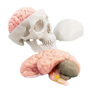 2023 New Human Skull Model,3 Part With 2-Part Human Brain;Half Life Size Skull with Brain;Human Head With Brain for Medical Teaching Learning, Art Sketch,Educational Display Tool Human Anatomy