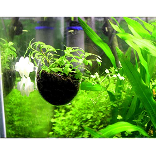 Hamiledyi Aquarium Plant Holder,Crystal Glass Aquatic Decor Plant Cup Pot with Suction Cups for Fish Tank Aquarium Aquascape Decoration,4 Pack