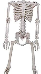 JOYIN 2 Halloween Decoration 24” Pose-N-Stay Full Body Skeleton Plastic Bone with Posable Joints for Pose Skeleton Indoor/Outdoor Spooky Scene Photo Prop Party Favors Décor