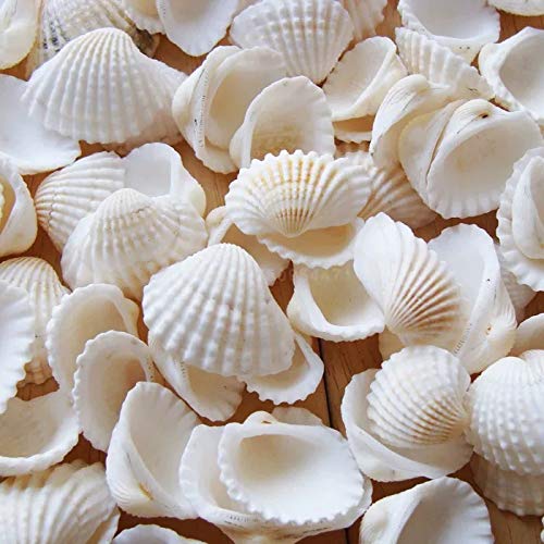 Small Tiny Sea Shells White Clam Bulk Natural Seashell for DIY Craft Home Decor Vase Fillers…