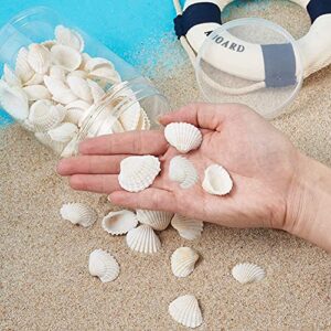 Small Tiny Sea Shells White Clam Bulk Natural Seashell for DIY Craft Home Decor Vase Fillers…