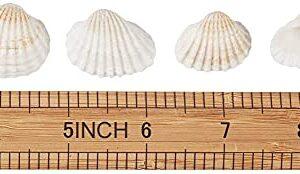 Small Tiny Sea Shells White Clam Bulk Natural Seashell for DIY Craft Home Decor Vase Fillers…