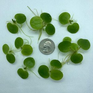 20+ Leaves Amazon Frogbit (+Free Bonus Plant) Live Floating Plant for Aquarium (Limnobium Laevigatum) by Aquarigram