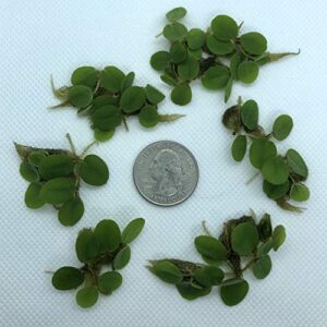 Aquarigram 50+ Leaves Water Spangles (+Mystery Plant) Salvinia Minima Aquarium Floating Plant by Aquarigram