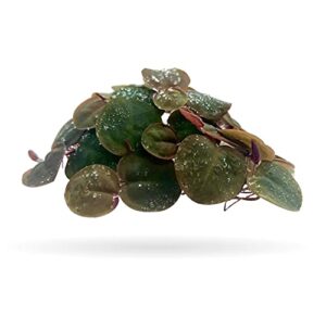 aquarigram 30+ leaves red root floaters (+free bonus plant) live floating plants for aquarium (phyllanthus fluitans)…