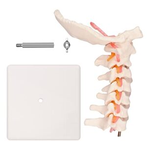 Ultrassist Cervical Spine Model with Cervical Vertebrae, Cervical Nerves, Vertebral Arteries & Occipital Plate for Medical Education