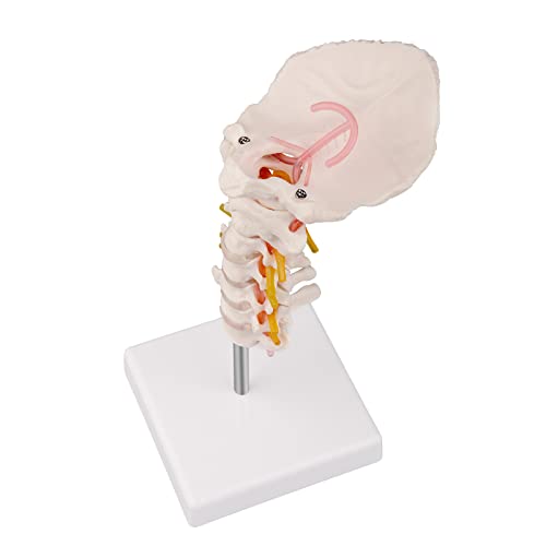 Ultrassist Cervical Spine Model with Cervical Vertebrae, Cervical Nerves, Vertebral Arteries & Occipital Plate for Medical Education