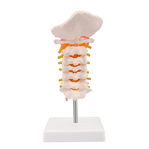 Ultrassist Cervical Spine Model with Cervical Vertebrae, Cervical Nerves, Vertebral Arteries & Occipital Plate for Medical Education