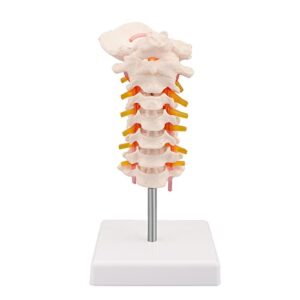 Ultrassist Cervical Spine Model with Cervical Vertebrae, Cervical Nerves, Vertebral Arteries & Occipital Plate for Medical Education