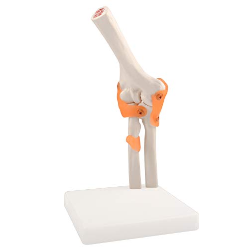 Ultrassist Human Elbow Model with Ligaments, Life Size Elbow Anatomy Model with Study Card, Best Teaching Tool for Patient Education & Anatomy Study