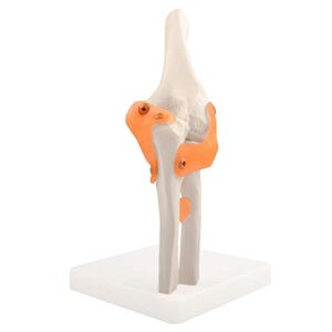 Ultrassist Human Elbow Model with Ligaments, Life Size Elbow Anatomy Model with Study Card, Best Teaching Tool for Patient Education & Anatomy Study