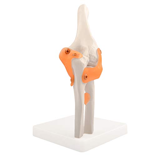 Ultrassist Human Elbow Model with Ligaments, Life Size Elbow Anatomy Model with Study Card, Best Teaching Tool for Patient Education & Anatomy Study