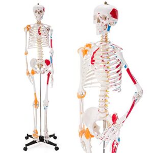 ultrassist human skeleton model, life size anatomical skeleton replica with spinal nerves, muscle insertion and origin points, joint ligaments for human skeleton anatomy study, includes rolling stand