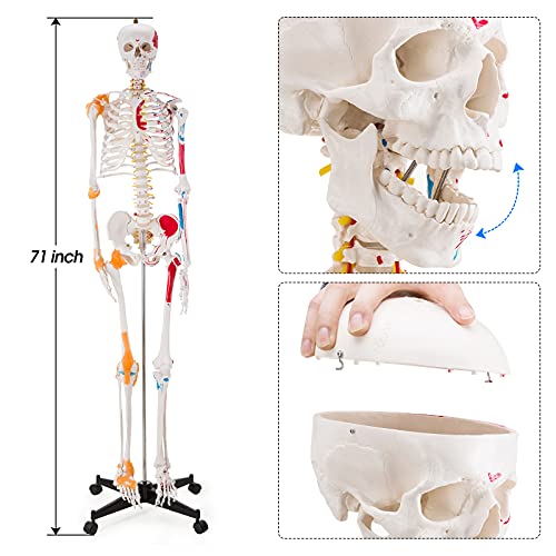 Ultrassist Human Skeleton Model, Life Size Anatomical Skeleton Replica with Spinal Nerves, Muscle Insertion and Origin Points, Joint Ligaments for Human Skeleton Anatomy Study, Includes Rolling Stand