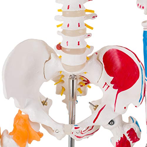 Ultrassist Human Skeleton Model, Life Size Anatomical Skeleton Replica with Spinal Nerves, Muscle Insertion and Origin Points, Joint Ligaments for Human Skeleton Anatomy Study, Includes Rolling Stand