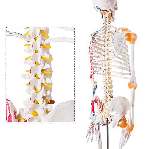 Ultrassist Human Skeleton Model, Life Size Anatomical Skeleton Replica with Spinal Nerves, Muscle Insertion and Origin Points, Joint Ligaments for Human Skeleton Anatomy Study, Includes Rolling Stand