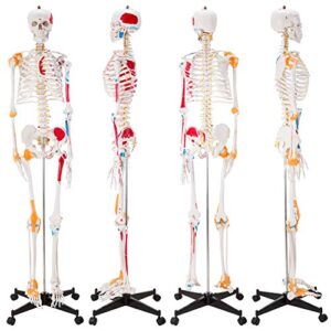 Ultrassist Human Skeleton Model, Life Size Anatomical Skeleton Replica with Spinal Nerves, Muscle Insertion and Origin Points, Joint Ligaments for Human Skeleton Anatomy Study, Includes Rolling Stand