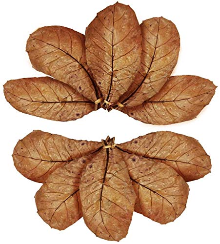 SunGrow 10 Pack Axolotl Indian Almond Leaves for Aquarium, 5-Inches, Catappa Leaf Soothes Pet’s Slime Skin, Aquarium Water Conditioner Leaves Improves Tank Water Quality, Speeds Up Recovery Process